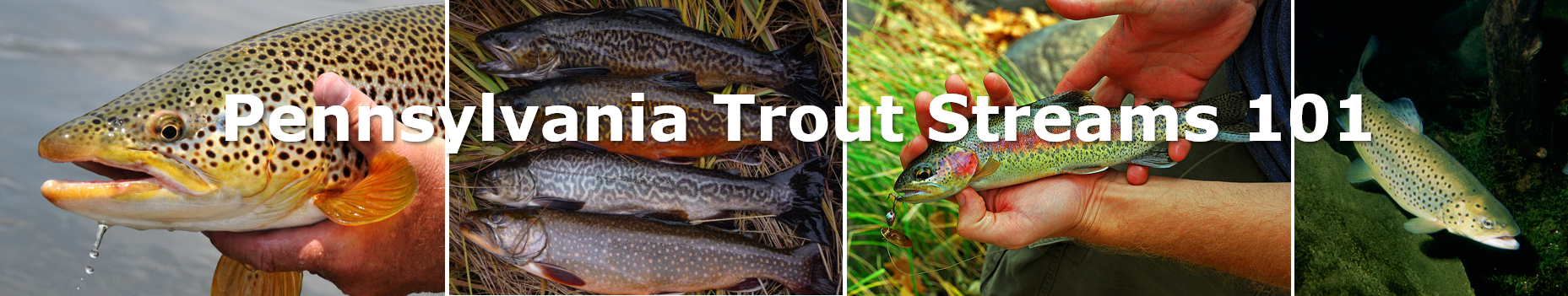 Course: Pennsylvania Trout Streams 101 (Webinar)